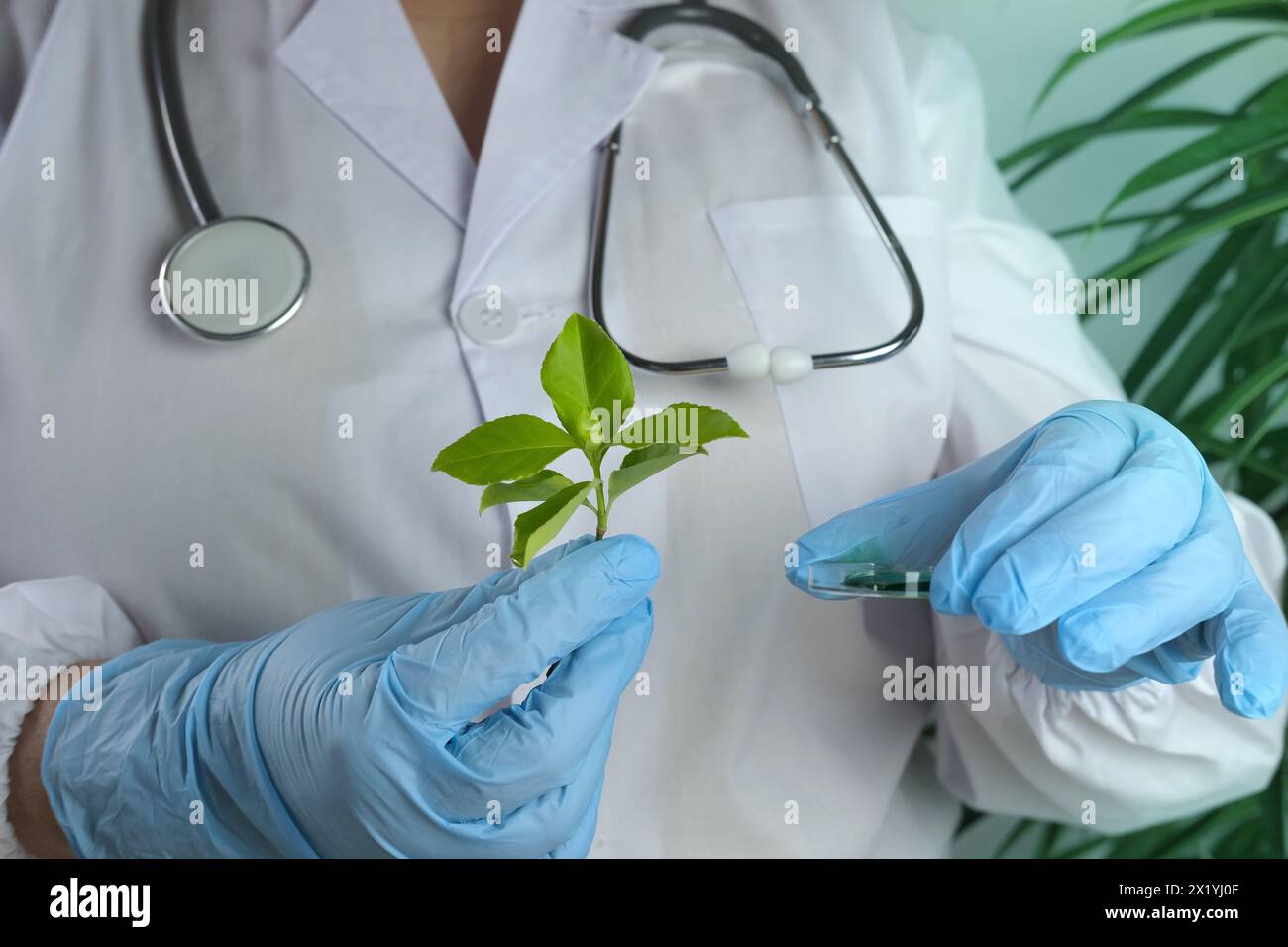 woman scientist prepares a sample of a leaf for analysis in a ...