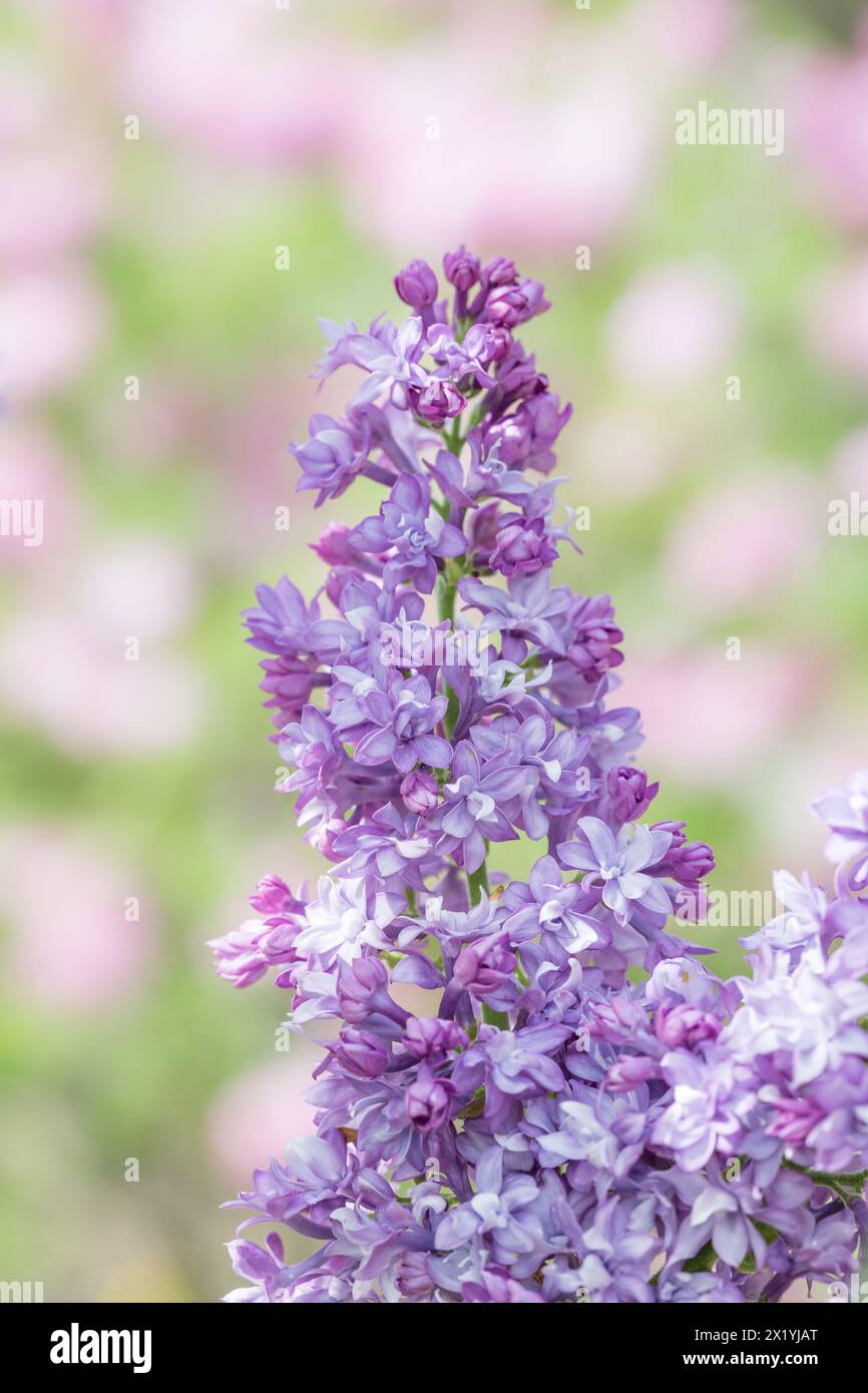 Beautiful violet colored lilac flowers growing on deciduous shrub Stock ...