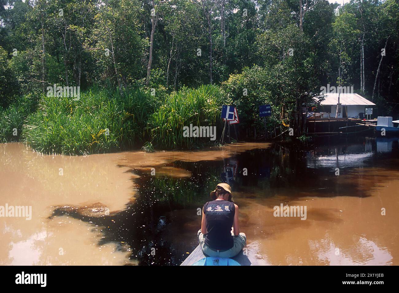Rainforest along Sekonyer River with contaminated mud from illegal ...