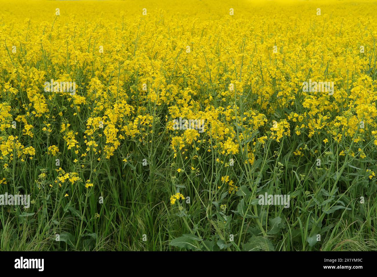 yellow rapeseed field, summer, natural, environmental concept ...