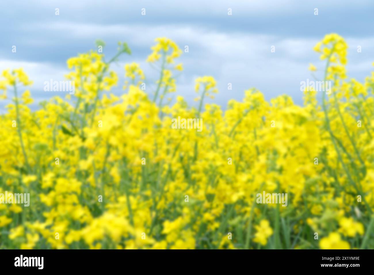 blurred yellow rapeseed field, summer, natural, environmental concept ...