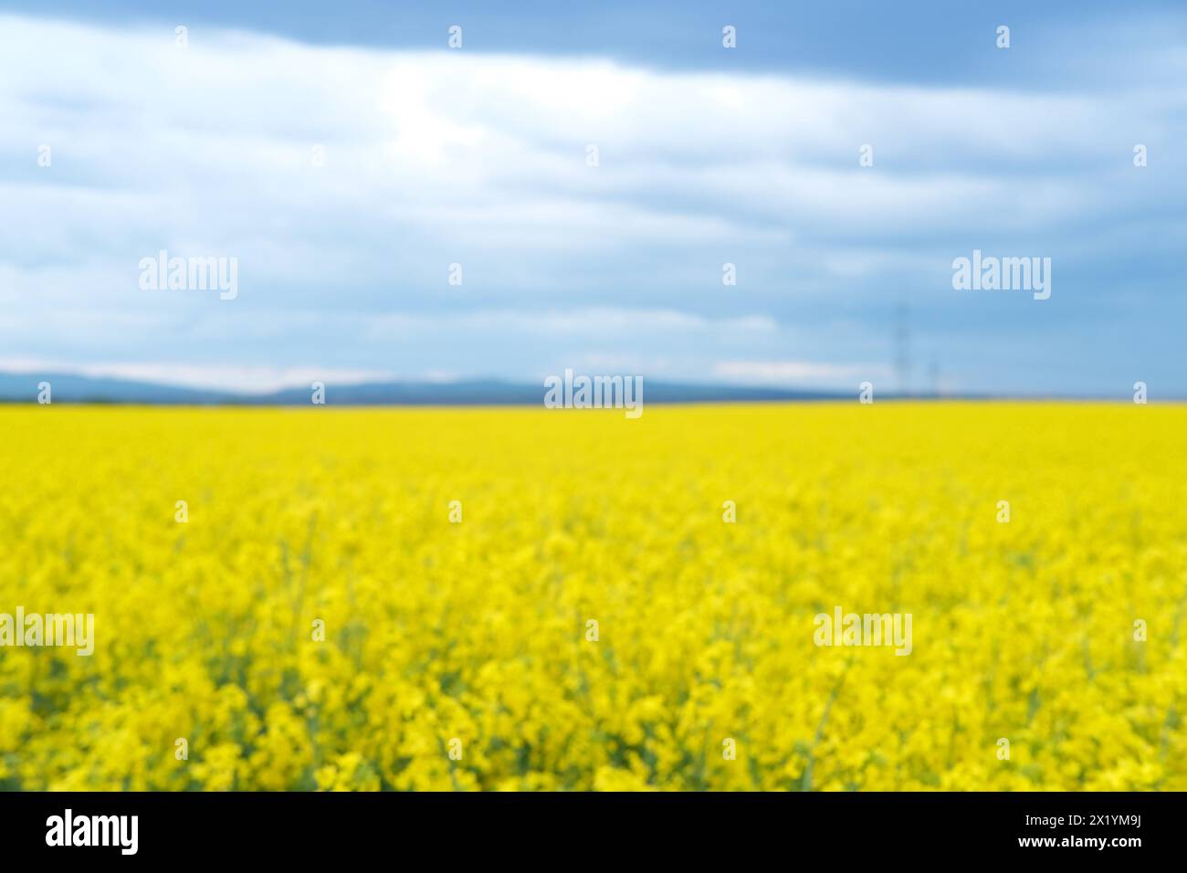 blurred yellow rapeseed field, summer, natural, environmental concept ...