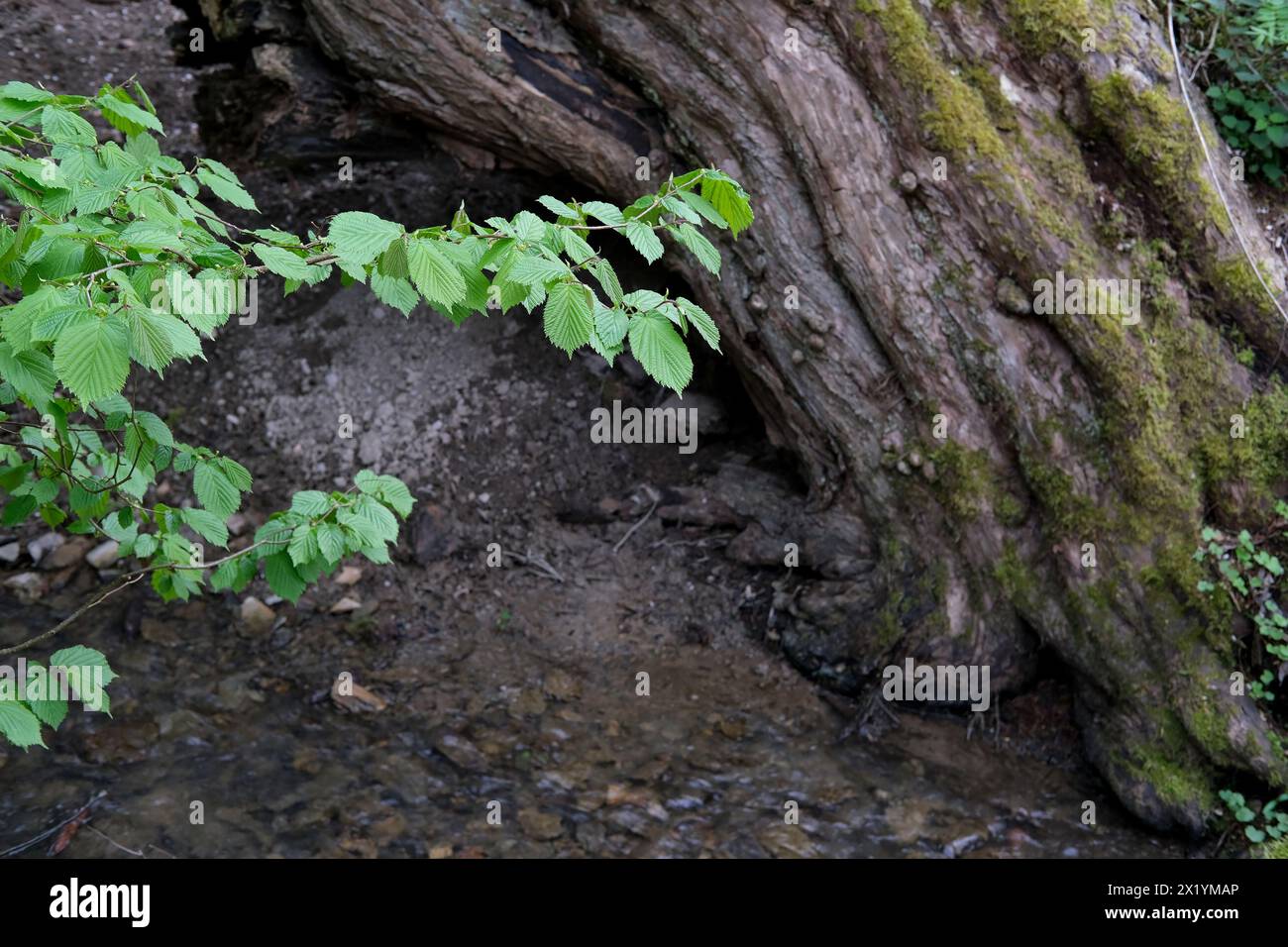 beautiful green hornbeam branch, thick trunk of an old tree, a stream ...