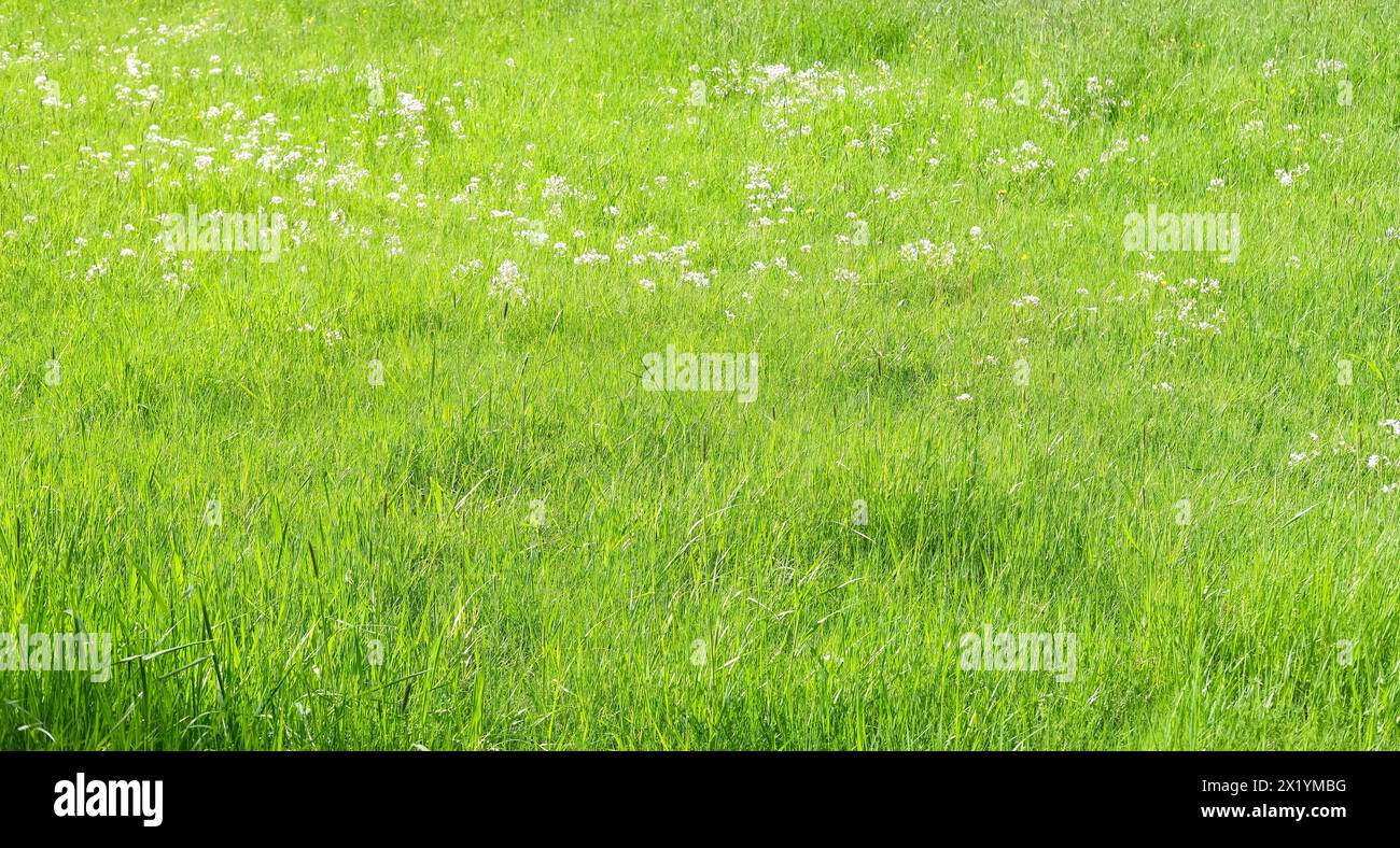 beautiful green natural background, village meadow, fresh spring grass ...