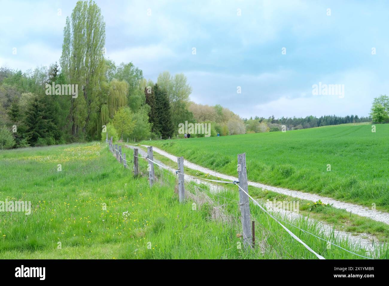 beautiful green nature background, village meadow, fresh spring grass ...