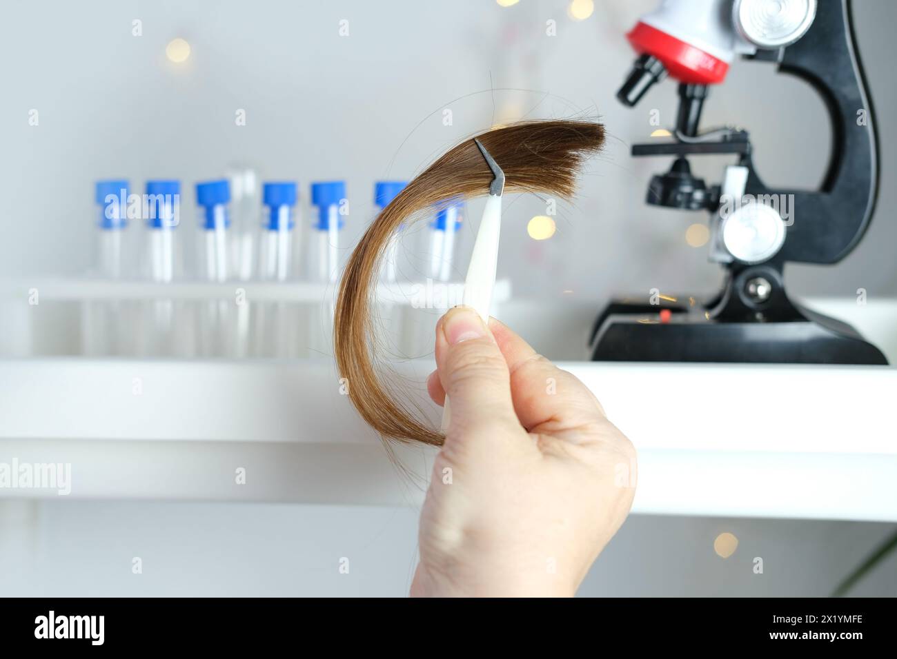 laboratory assistant examines a hair sample, curls in a package for ...