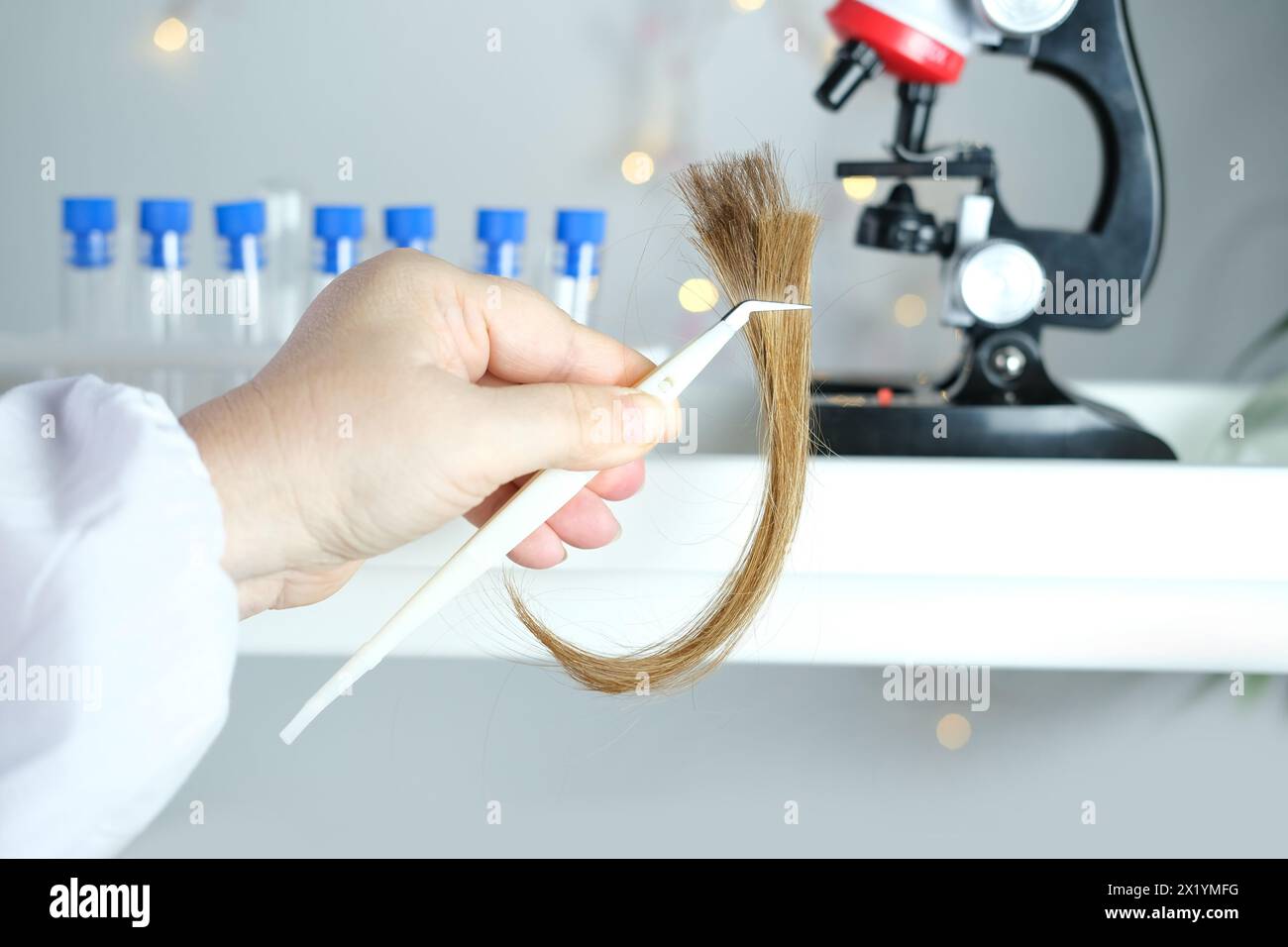 laboratory assistant examines a hair sample, curls in a package for ...