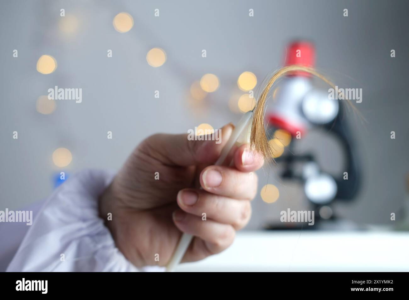 laboratory assistant examines a hair sample, curls in a package for ...