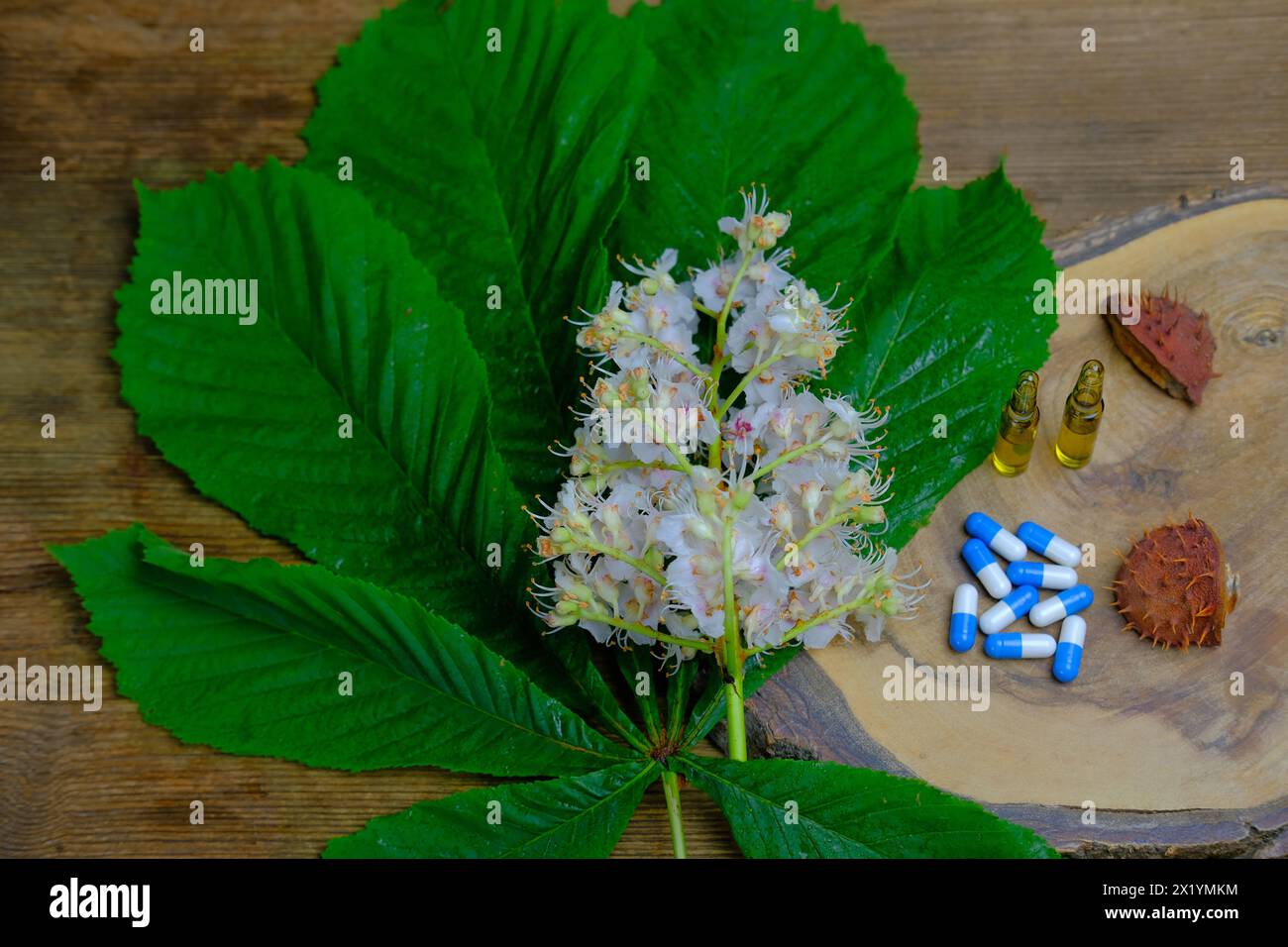 capsules, flowers and green leaves of horse chestnut, Aesculus ...