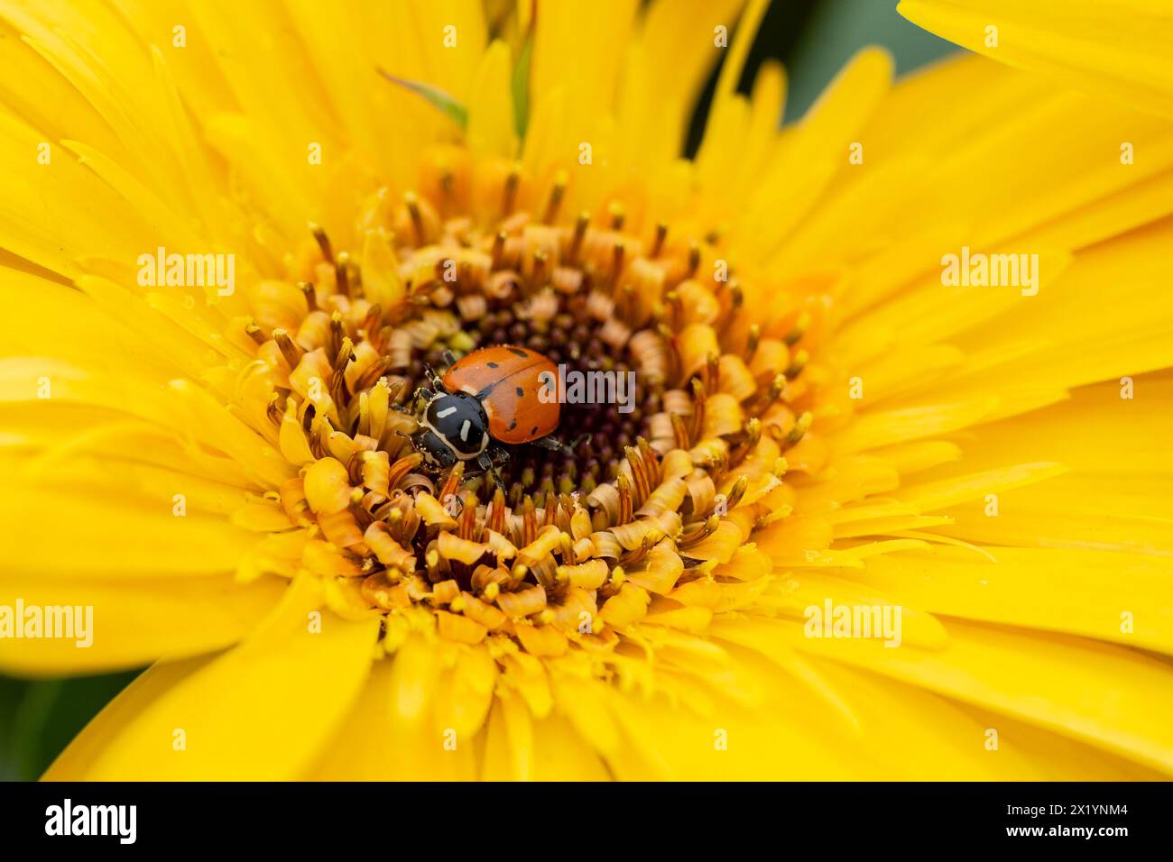 Ladybug bettle hi-res stock photography and images - Alamy
