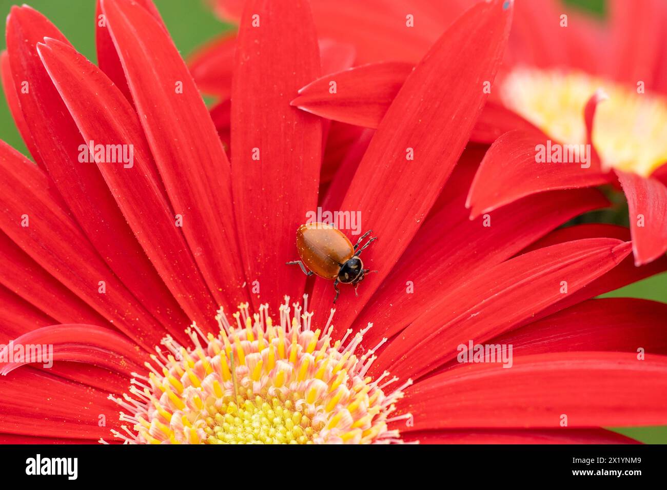 Close-up of ladybug without spots crawling on colorful red Gerber Daisy ...