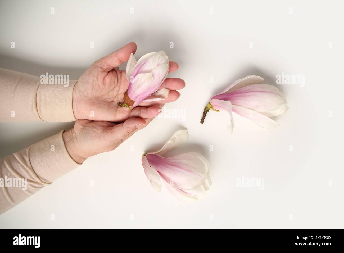 close-up of middle-aged woman's hand holding buds of spring flowers ...
