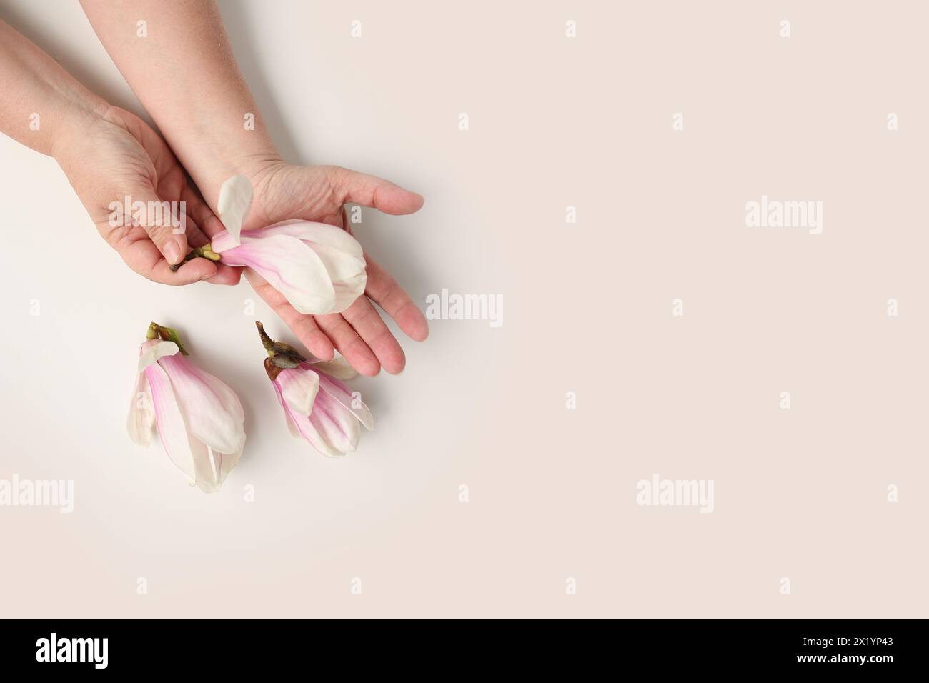 close-up of middle-aged woman's hand holding buds of spring flowers ...
