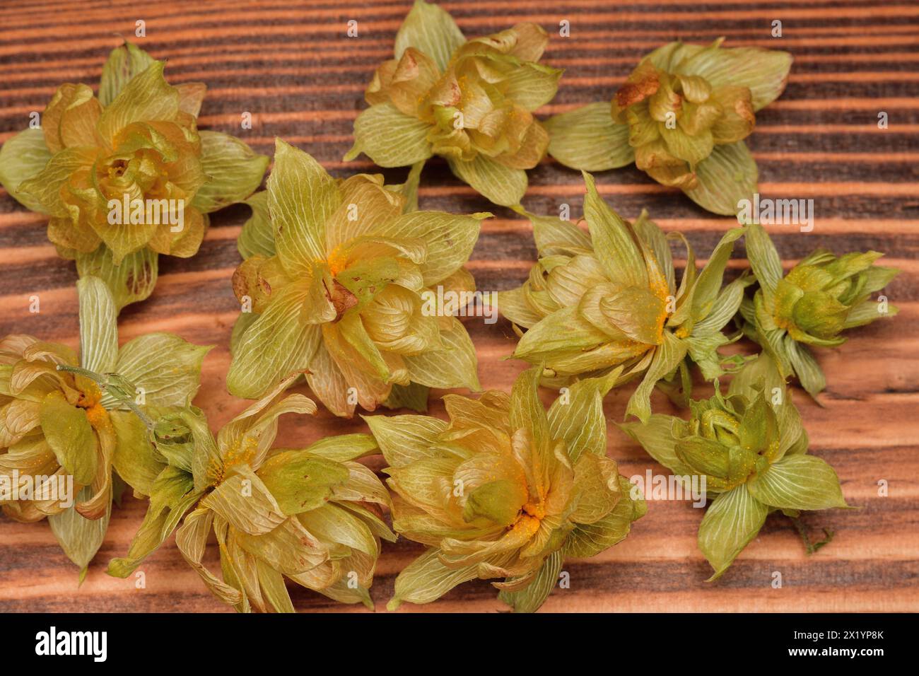 Hops cones flower hi-res stock photography and images - Alamy