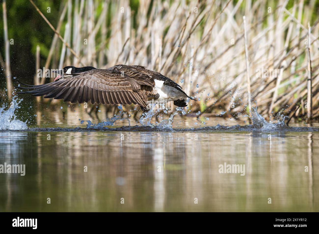 Canada Goose, Branta canadensis, bird running on water Stock Photo - Alamy