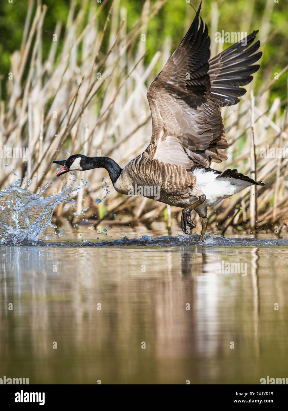 Canadian goose running on grass hi-res stock photography and images - Alamy