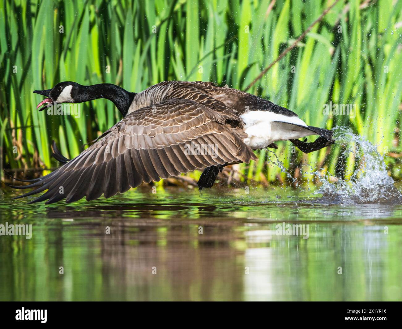Canada Goose, Branta canadensis, bird running on water Stock Photo - Alamy