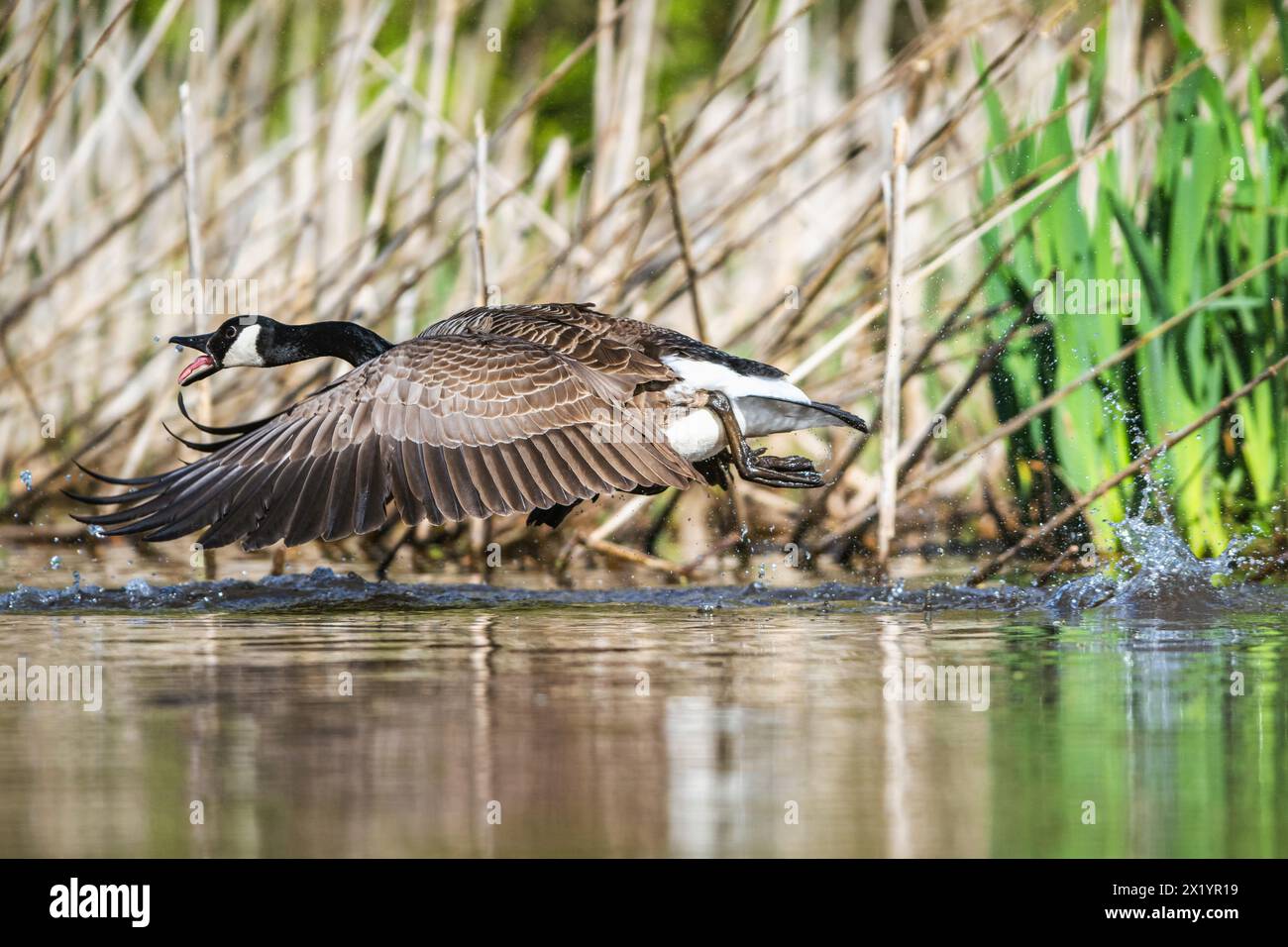 Canada Goose, Branta canadensis, bird running on water Stock Photo - Alamy