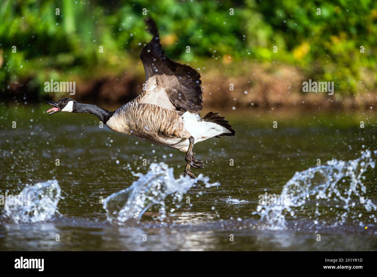 Canada Goose, Branta canadensis, bird running on water Stock Photo - Alamy