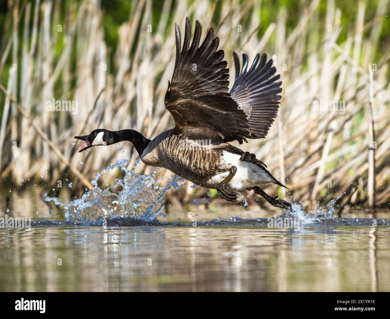 Canada Goose, Branta canadensis, bird running on water Stock Photo - Alamy