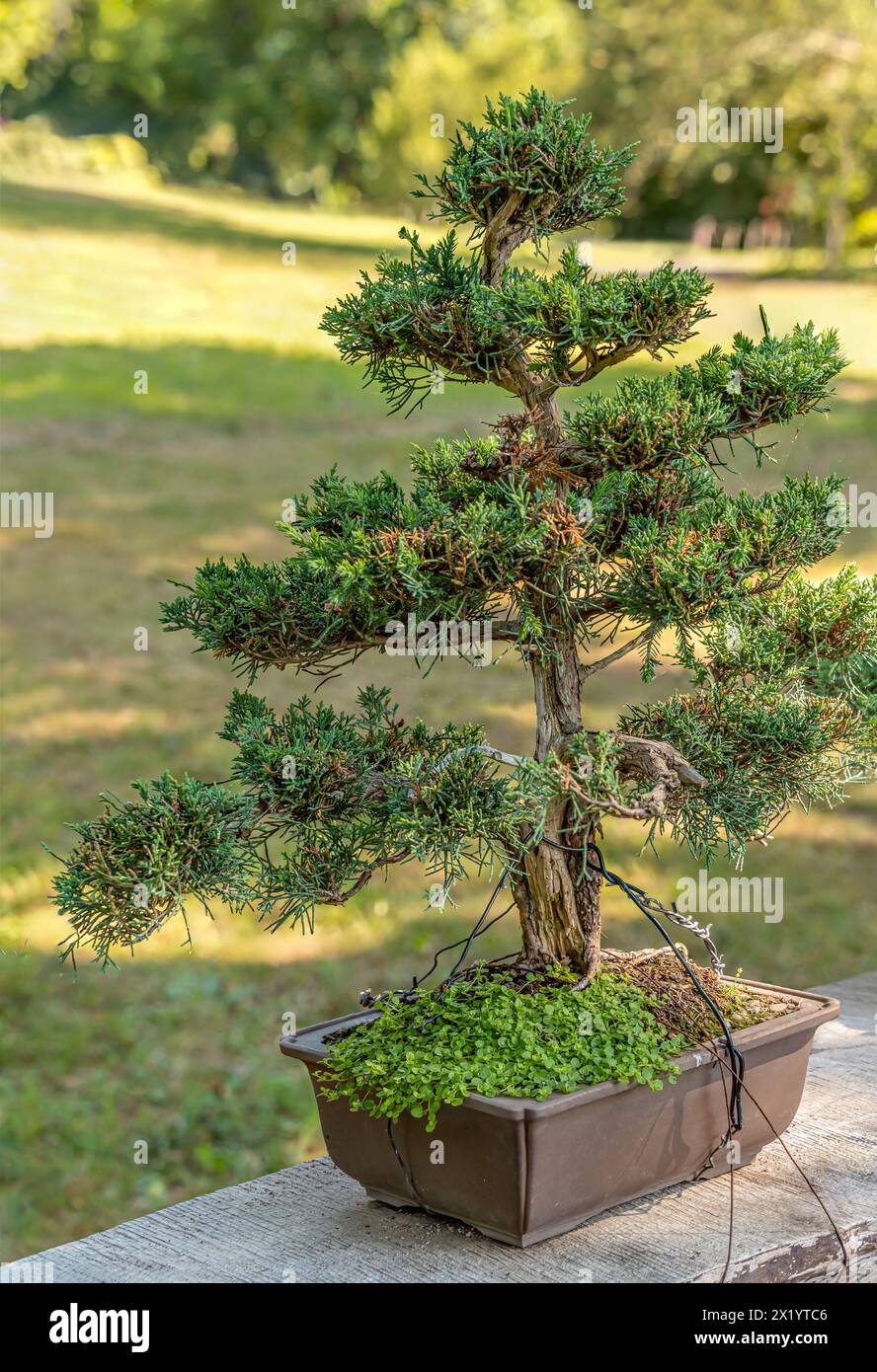 Chinese juniper hi-res stock photography and images - Alamy