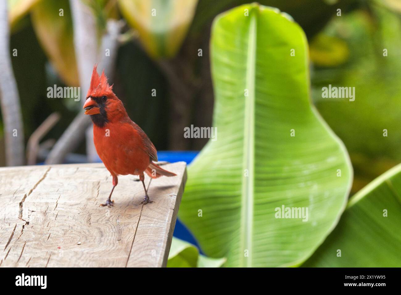 Male northern cardinal feeding at a backyard bird feeder Stock Photo ...