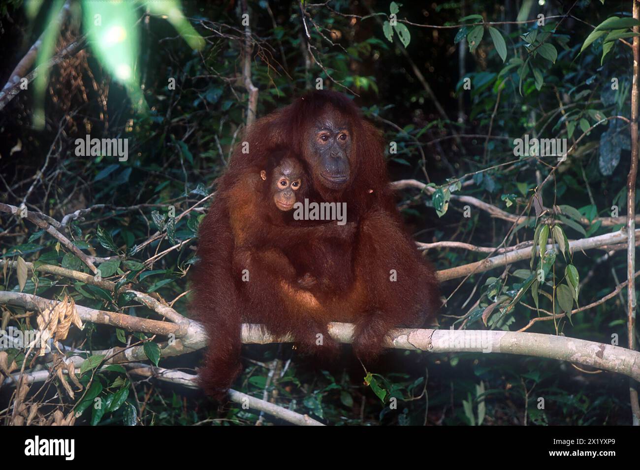 Female Bornean Orangutan, Pongo pygmaeus, with young baby, Critically ...