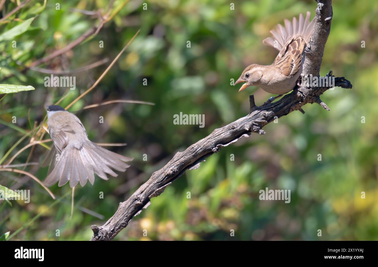 Male house sparrow fight hi-res stock photography and images - Alamy