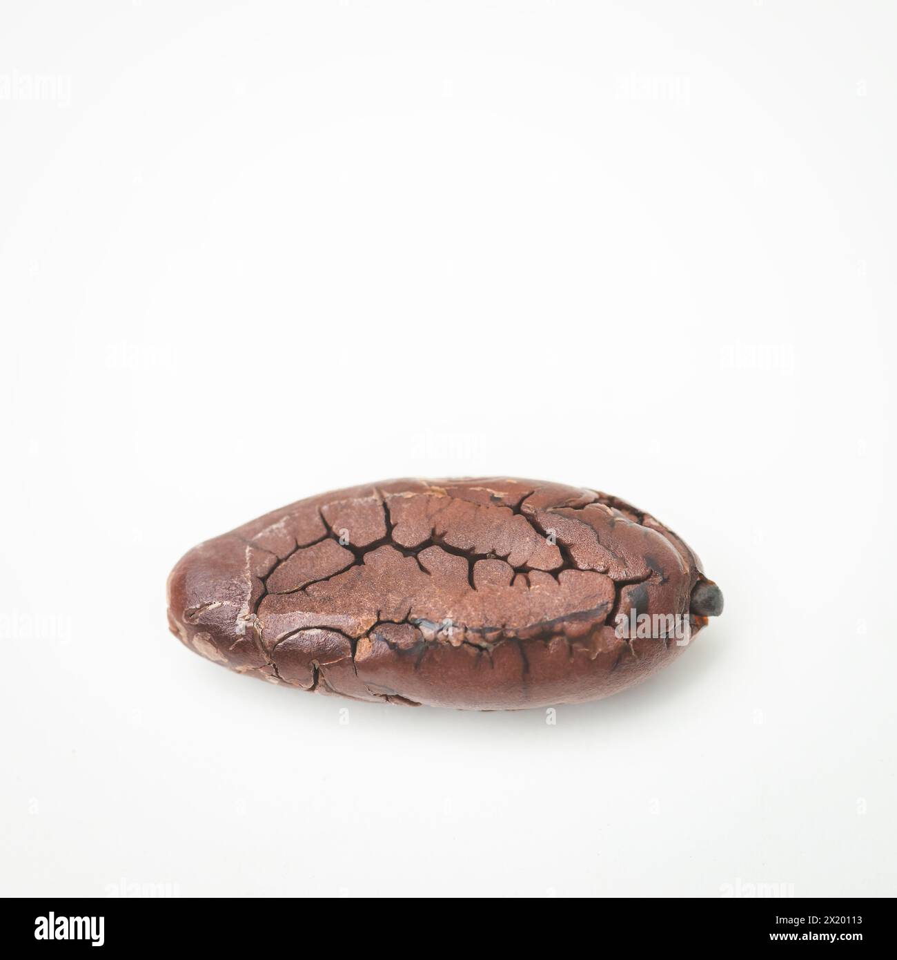 Single roasted cocoa bean dark chocolate isolated white background ...
