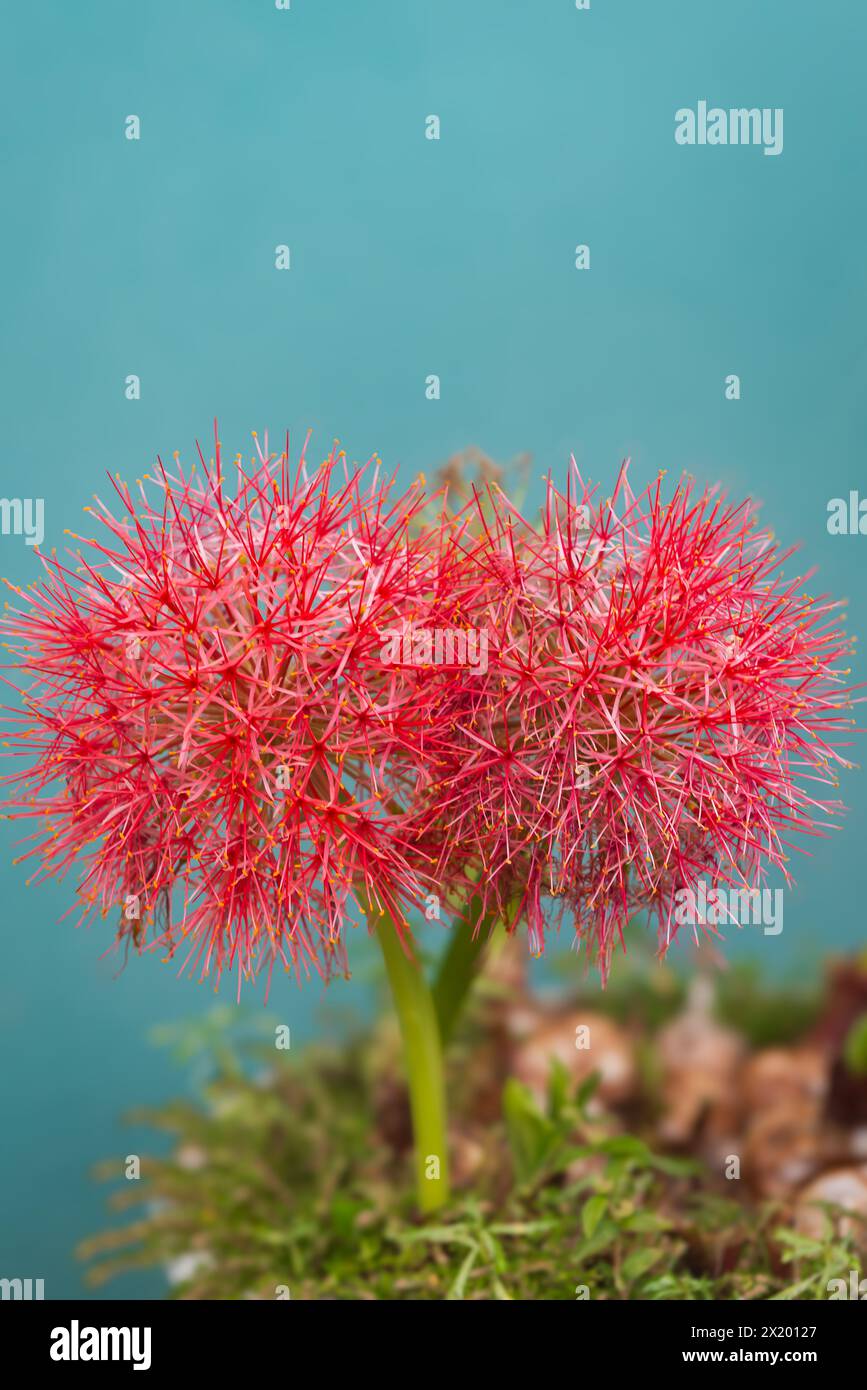 Scadoxus multiflours Africa blood lily flower fireball ball Ail rouge ...