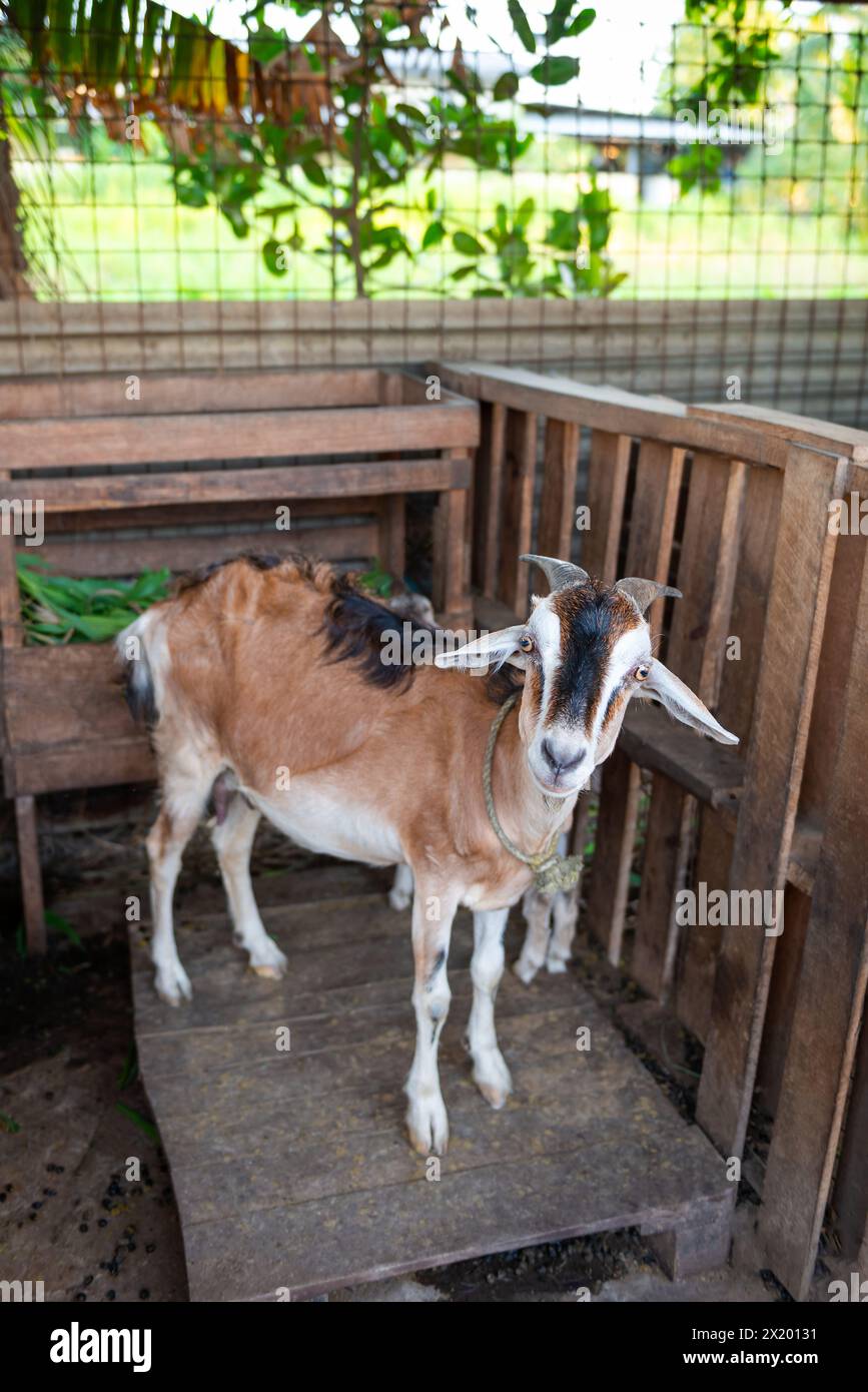 Goat mother and kid Caribbean breed in stall domestic enclosure small ...