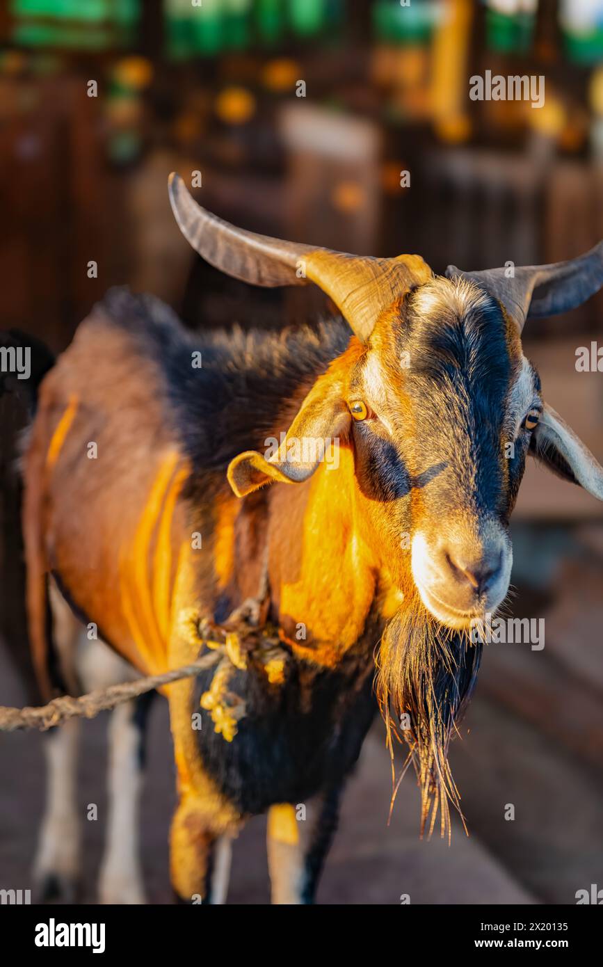 Domesticated goat ram male head warm light sunset Caribbean looking ...