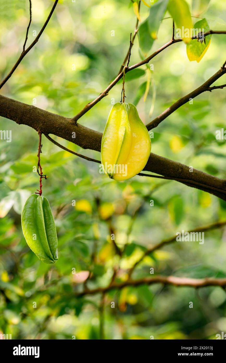 Carambola star fruit tree five fingers organic exotic tropical plant ...