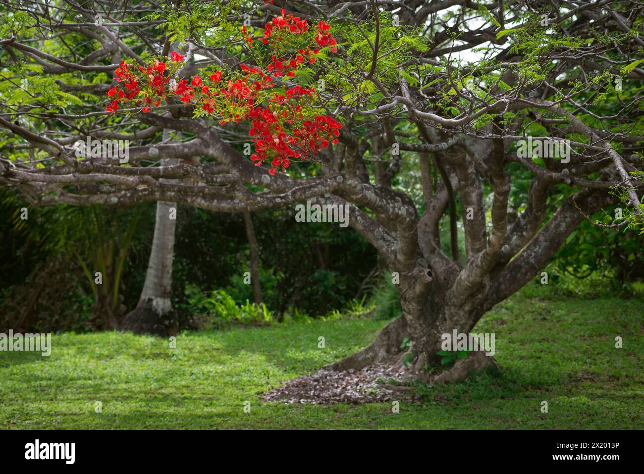 Royal poinciana tree in tropical garden red flower blooms blossom ...