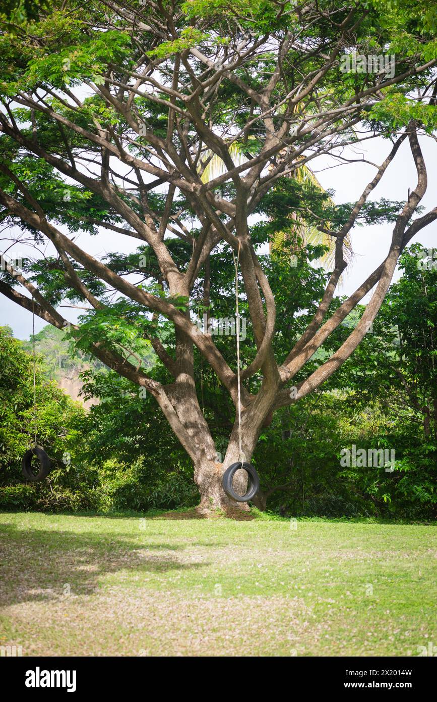 Large tree rubber tire swing fun leisure calm lifestyle high rope Stock ...