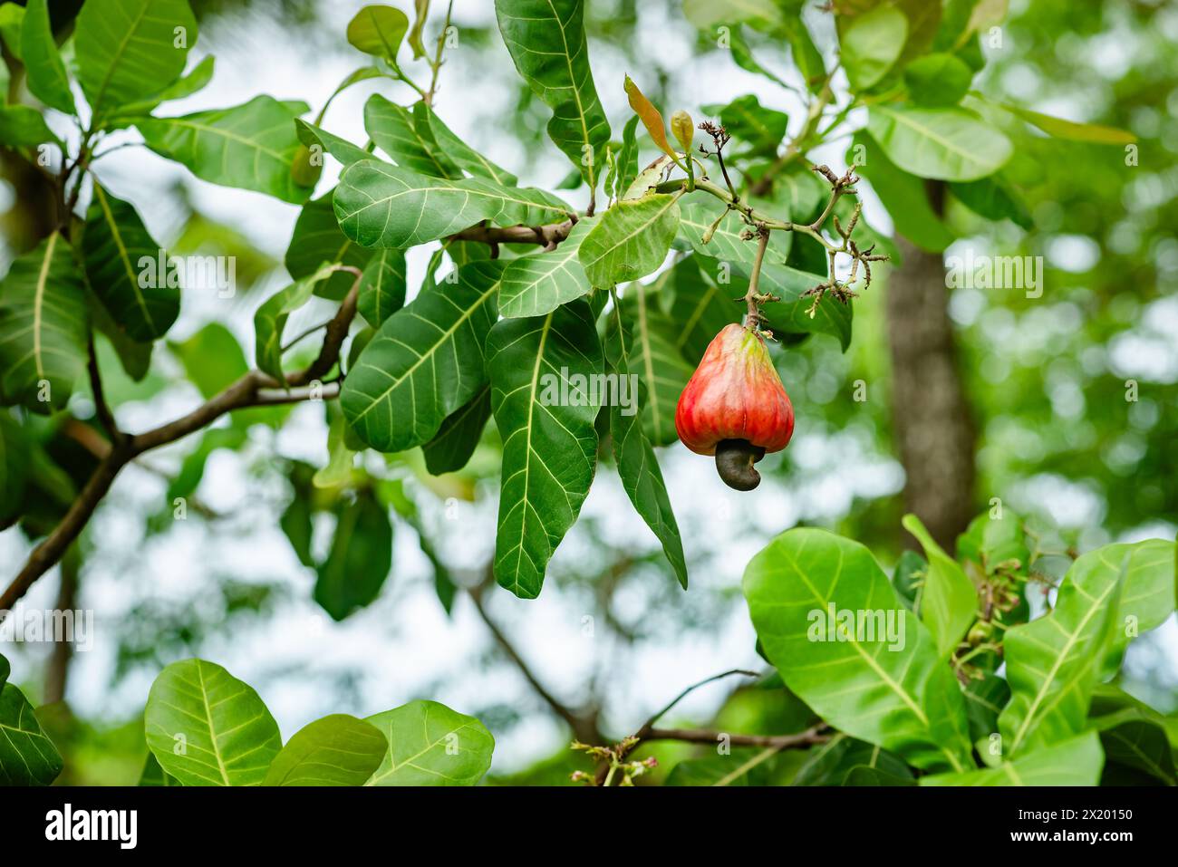 Cashew nut tree hi-res stock photography and images - Alamy