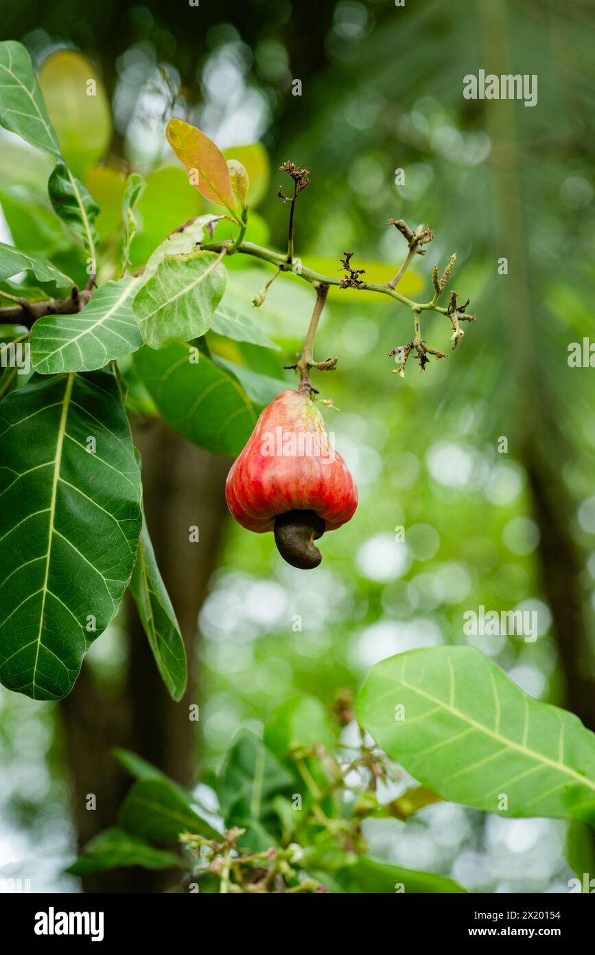 Cashew nut tree hi-res stock photography and images - Alamy