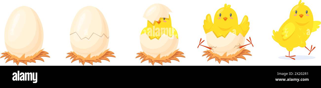 Chicken hatching stages. Yellow chick hatch from broken shell egg, poultry newborn growth ...