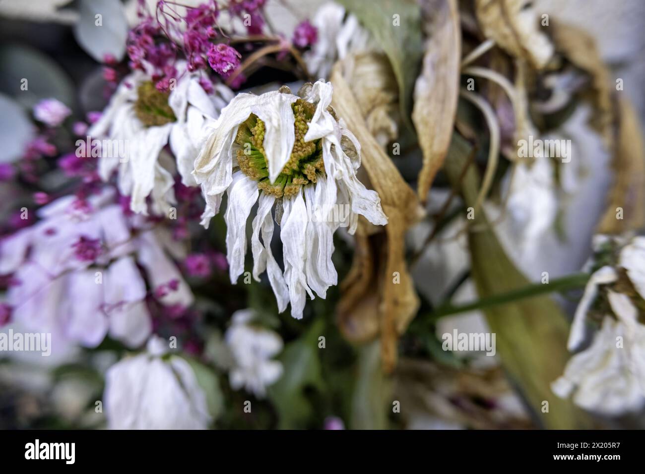 Detail of dead and abandoned flowers in an old cemetery Stock Photo - Alamy