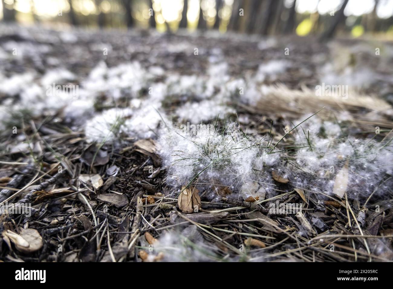 Detail of seeds shaped like fluff, forest and nature Stock Photo - Alamy