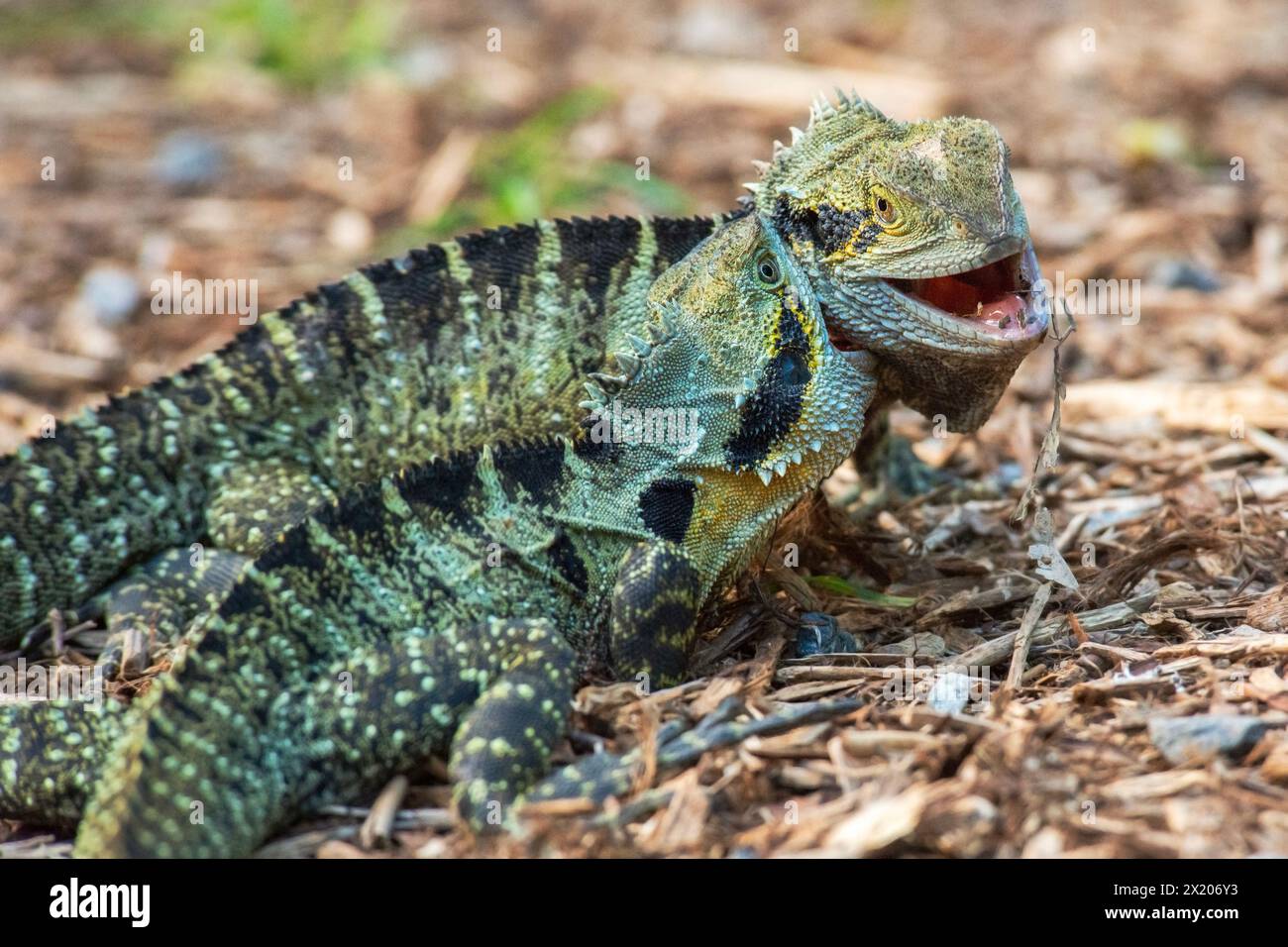 Australian Water Dragons fighting over food and territory Stock Photo ...