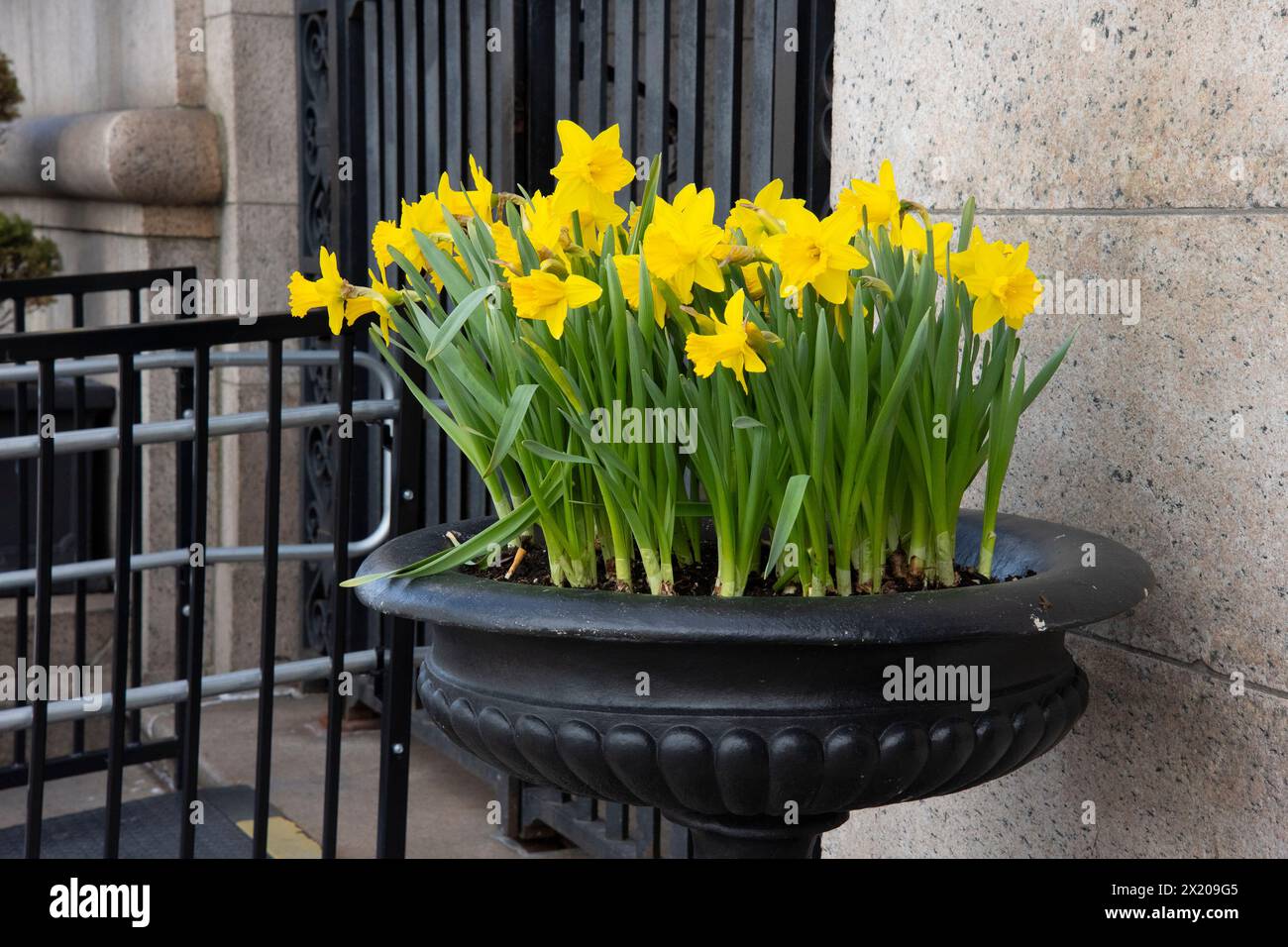 Boston, Massachusetts, USA April 15, 2024 Daffodils at the finish line ...