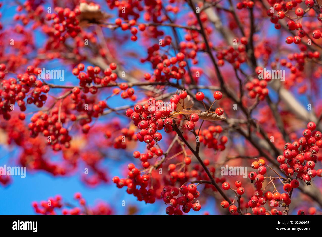 rowan tree with red berry branch background Stock Photo - Alamy