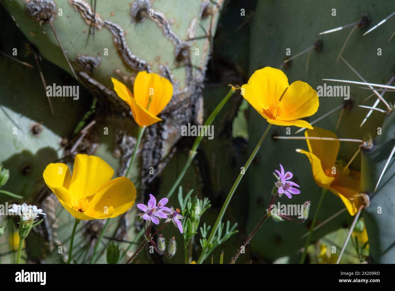 Spring wildflowers in the sonoran desert Stock Photo - Alamy