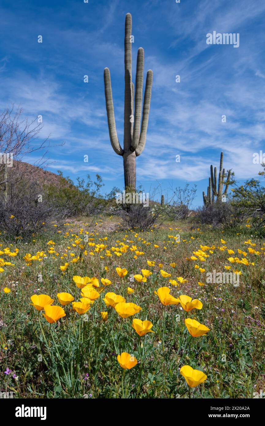 Wildflowers saguaro national park in hi-res stock photography and ...