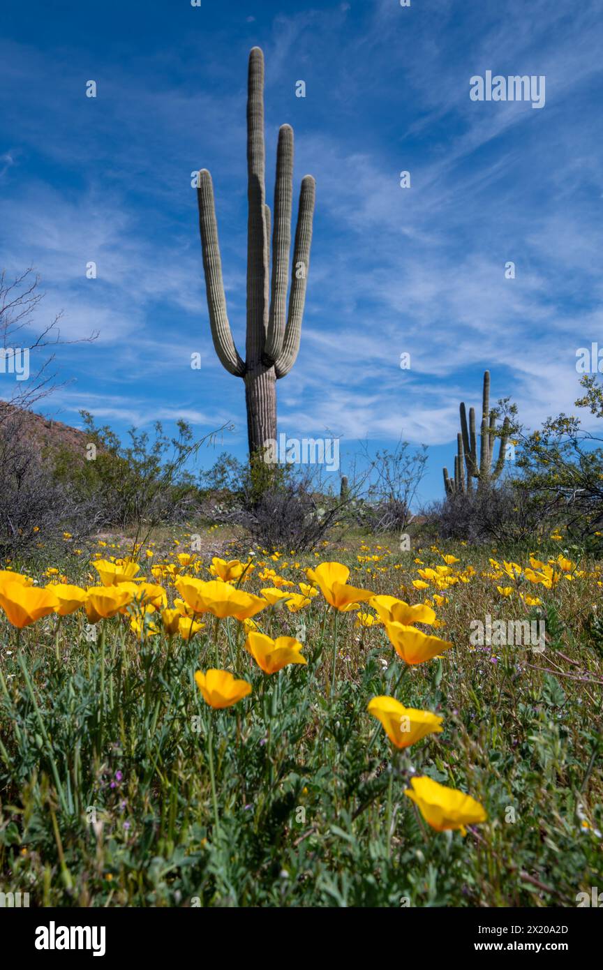 Spring wildflowers and Saguaro Cactus Stock Photo - Alamy