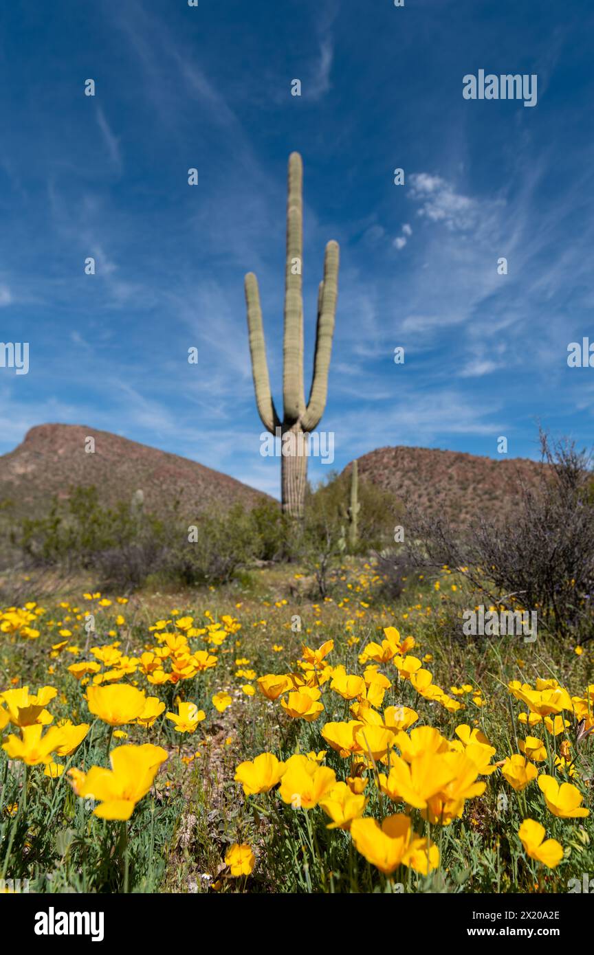 Saguaro cactus spring wildflowers hi-res stock photography and images ...