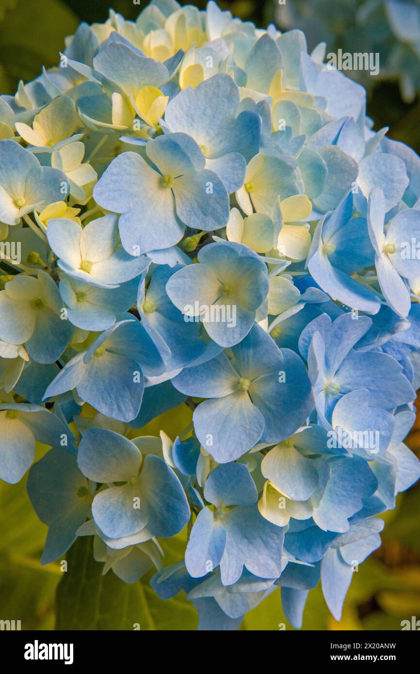 Botany blue hydrangea blossoms hi-res stock photography and images - Alamy
