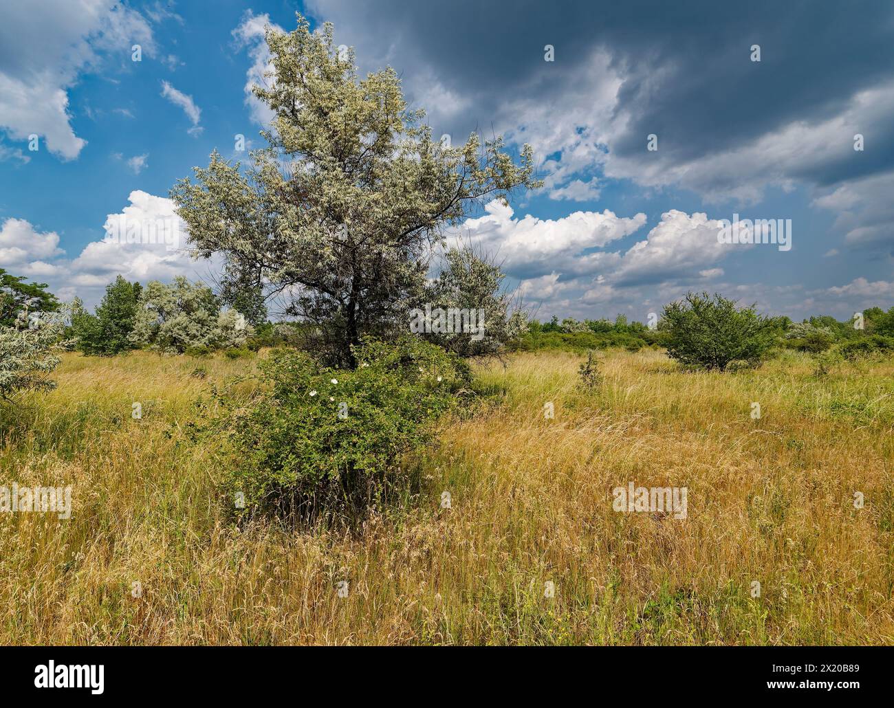 Landscape and nature at Geiseltalsee - a former opencast mine - near ...