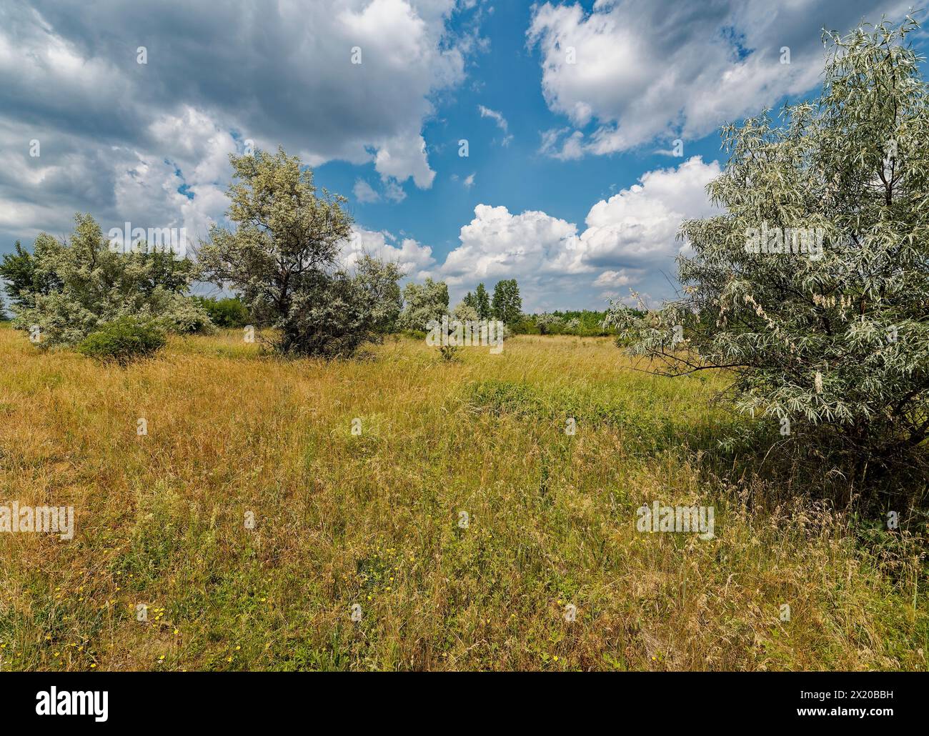 Landscape and nature at Geiseltalsee - a former opencast mine - near ...